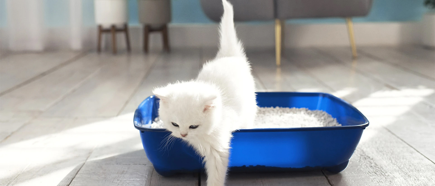 Tout savoir sur les litières pour chat | Catsan™